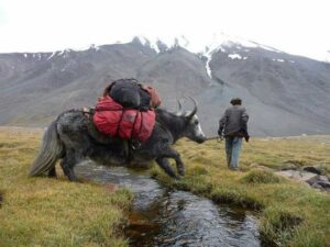 Yak Hunza - Hunza Times